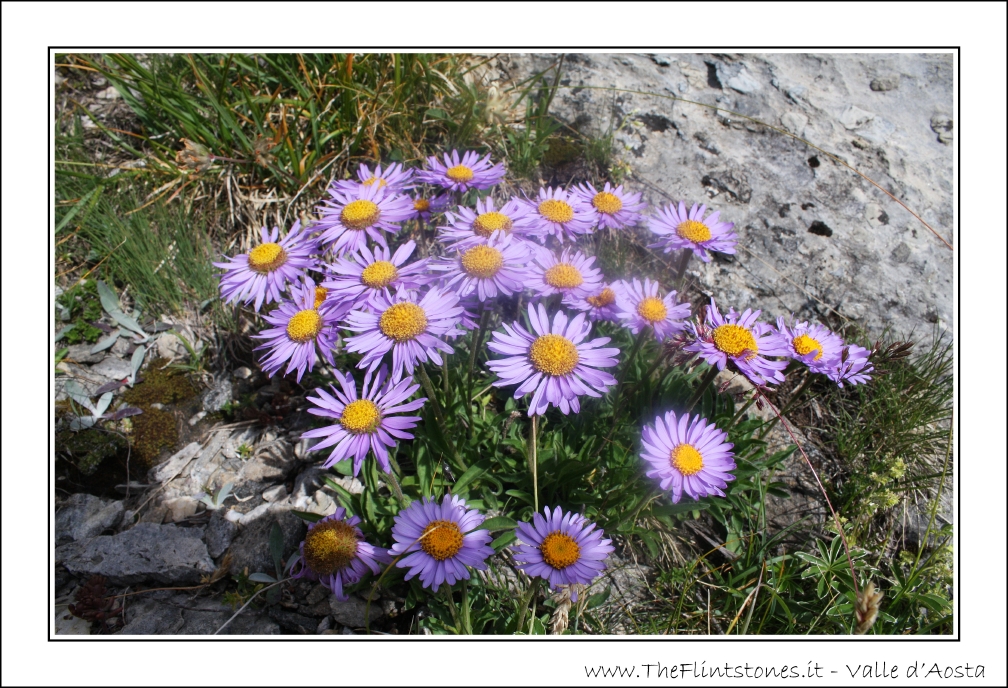 THE FLINTSTONES - VALLE D'AOSTA - LA FLORA ALPINA